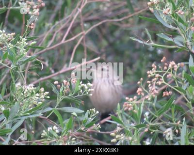 Spectacled Tyrant (Hymenops perspicillatus) Aves Stock Photo - Alamy