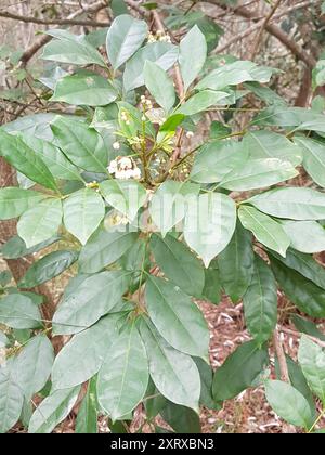 scentless rosewood (Synoum glandulosum) Plantae Stock Photo - Alamy