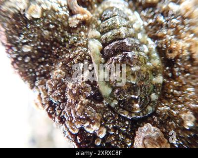 Chitons (Polyplacophora) Mollusca Stock Photo - Alamy