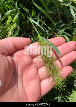 Bulbous Bluegrass (Poa bulbosa) Plantae Stock Photo - Alamy