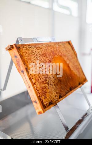Hive Frame of a Beehive with Filled and Capped Honeycombs on a ...