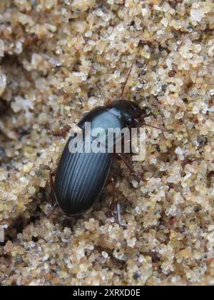 (Harpalus rubripes) Insecta Stock Photo - Alamy