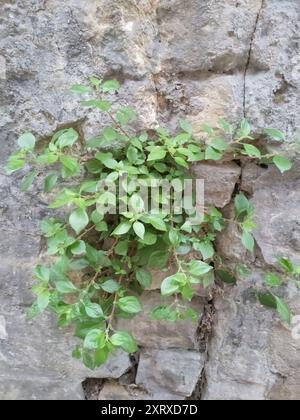 pellitory-of-the-wall (Parietaria judaica) Plantae Stock Photo - Alamy