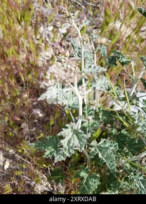 apricot mallow (Sphaeralcea ambigua) Plantae Stock Photo - Alamy