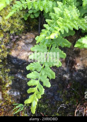 cliff ferns (Woodsia) Plantae Stock Photo - Alamy