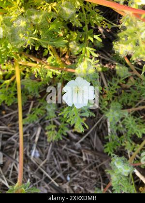white meadowfoam (Limnanthes alba), Plantae, Eagle's Nest Road ...