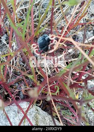 Inflated Beetle (Cysteodemus armatus) Insecta Stock Photo - Alamy