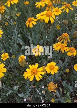 Huisache Daisy (Amblyolepis setigera) Plantae Stock Photo - Alamy