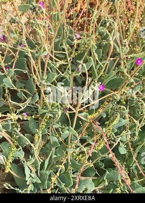 seaside calandrinia (Cistanthe maritima) Plantae Stock Photo - Alamy