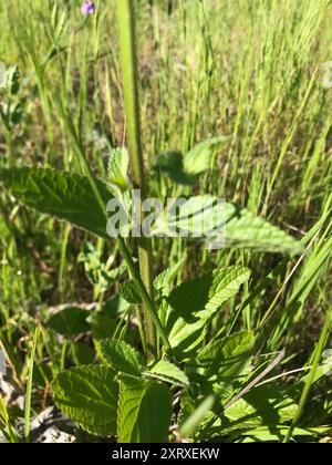 Rough Hedgenettle (Stachys rigida) Plantae Stock Photo - Alamy