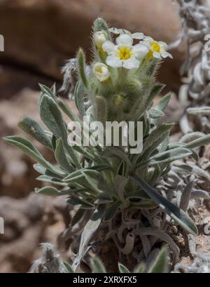 tawny cryptantha (Cryptantha fulvocanescens) Plantae Stock Photo - Alamy