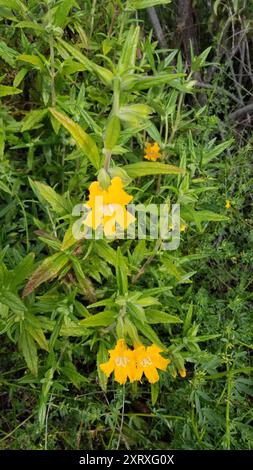 southern bush monkeyflower (Diplacus longiflorus) Plantae Stock Photo ...