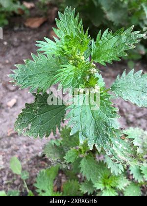 Dwarf Nettle (Urtica urens) Plantae Stock Photo - Alamy