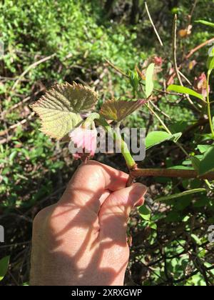 riverbank grape (Vitis riparia) Plantae Stock Photo - Alamy