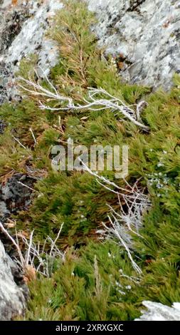 creeping juniper (Juniperus horizontalis) Plantae Stock Photo - Alamy