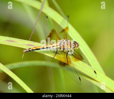 Band-winged Meadowhawk (Sympetrum semicinctum) Insecta Stock Photo - Alamy