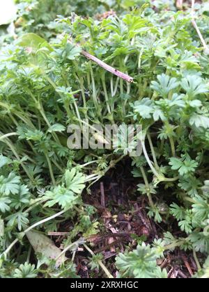 Field Parsley Piert (Alchemilla arvensis) Plantae Stock Photo - Alamy