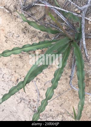 small-flowered soaproot (Hooveria parviflora Stock Photo - Alamy