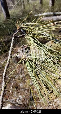 red pine (Pinus resinosa) Plantae Stock Photo - Alamy