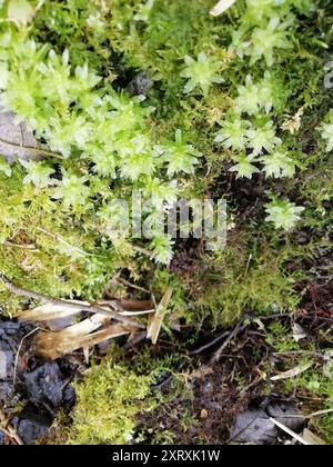 Palm-tree Moss (Plagiomnium undulatum) Plantae Stock Photo - Alamy