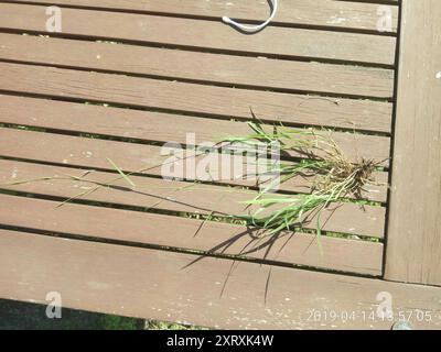 Weeping-grass (Microlaena stipoides) Plantae Stock Photo - Alamy