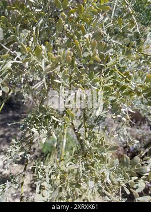desert ironwood (Olneya tesota) Plantae Stock Photo - Alamy