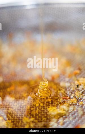 Viscouse Bee Honey Dripping Down Honeycomb Cells from a Beehive Into a ...