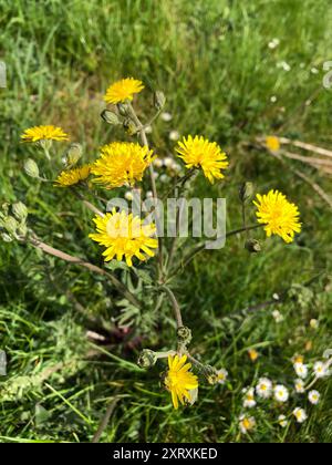 Beaked Hawksbeard (Crepis vesicaria) Plantae Stock Photo - Alamy