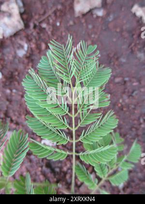 Blue Thorn (Senegalia erubescens) Plantae Stock Photo - Alamy