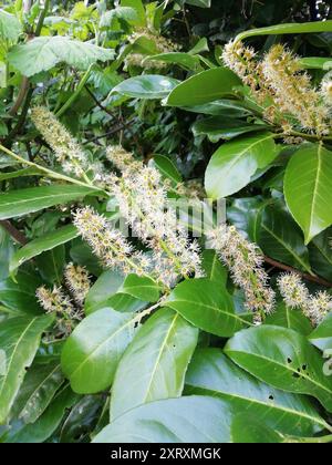 Cherry laurel (Prunus laurocerasus) Plantae Stock Photo - Alamy