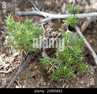 spikemosses (Selaginellales) Plantae Stock Photo - Alamy