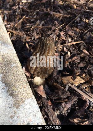 Landscaping Black Morel (Morchella importuna) Fungi Stock Photo - Alamy