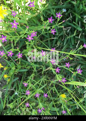 Lesser Centaury (Centaurium pulchellum) Plantae Stock Photo - Alamy