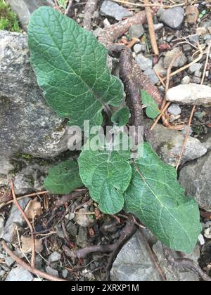 burdocks (Arctium) Plantae Stock Photo - Alamy