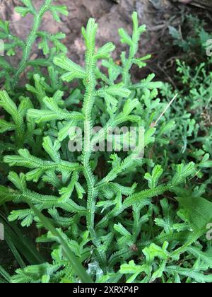spikemosses (Selaginella) Plantae Stock Photo - Alamy