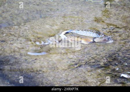 Central Stoneroller (Campostoma anomalum) Actinopterygii Stock Photo ...