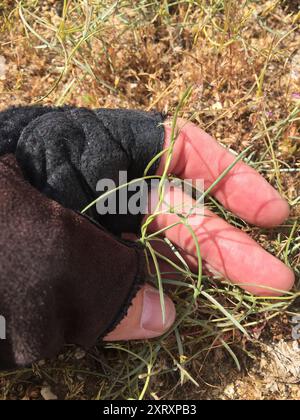 Utah vine milkweed (Funastrum utahense) Plantae Stock Photo - Alamy