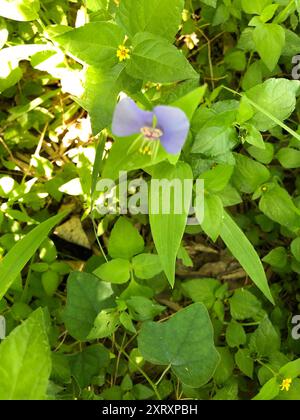 False dayflower (Tinantia anomala) Plantae Stock Photo - Alamy