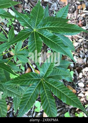 Texas Buckeye (Aesculus glabra arguta) Plantae Stock Photo - Alamy