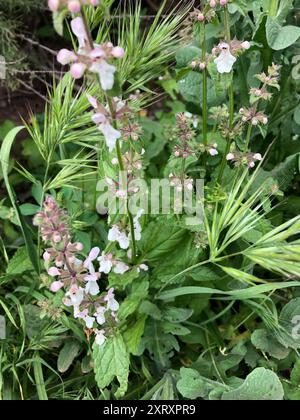 Bugle Hedgenettle (Stachys ajugoides) Plantae Stock Photo - Alamy