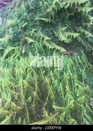 Ostrich-plume Moss (Ptilium crista-castrensis) Plantae Stock Photo - Alamy