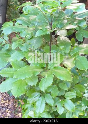 five finger (Pseudopanax arboreus) Plantae Stock Photo - Alamy