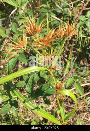 Beaksedges (Rhynchospora) Plantae Stock Photo - Alamy
