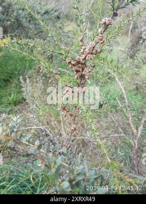 Tea Trees (Leptospermum) Plantae Stock Photo - Alamy