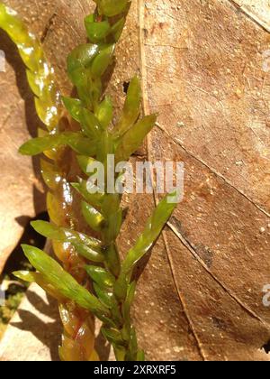 Willow Moss (Fontinalis antipyretica) Plantae Stock Photo - Alamy