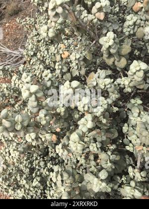 Roundleaf buffaloberry (Shepherdia rotundifolia) Plantae Stock Photo ...