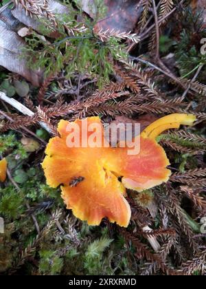 (Hygrocybe procera) Fungi Stock Photo - Alamy