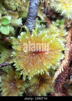(Hypnodendron arcuatum) Plantae Stock Photo - Alamy