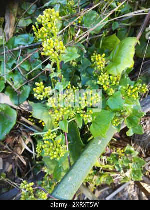 Canary creeper (Senecio tamoides) Plantae Stock Photo - Alamy