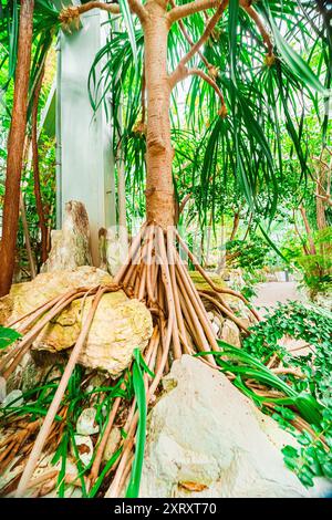 Pandanus tectorius or hala tree, also known as the screwpine, with its ...